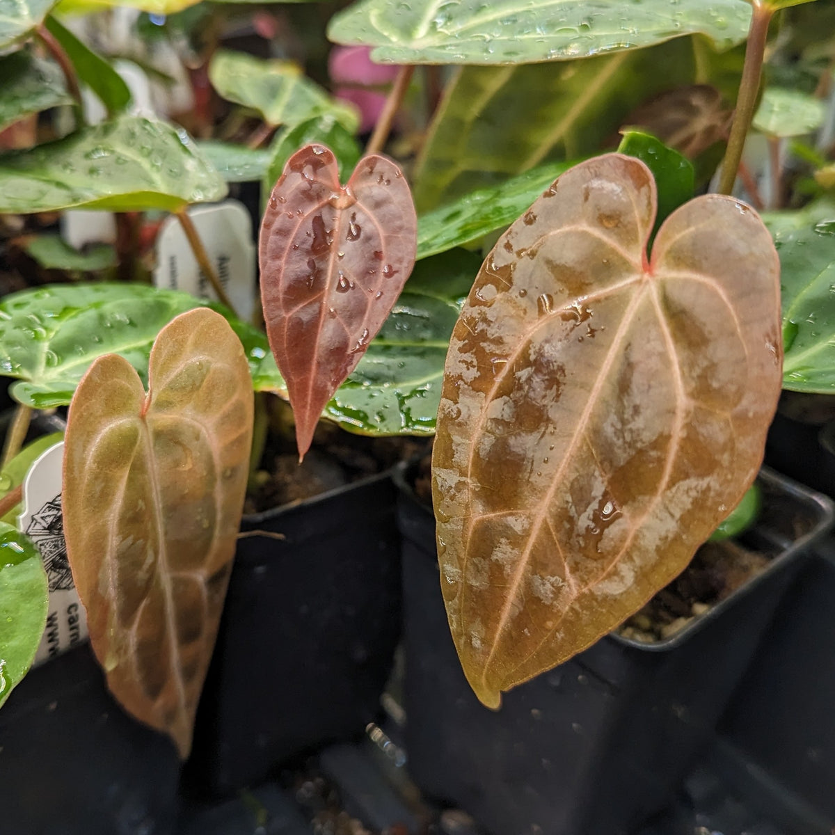 Anthurium Doc Block F2 x besseae aff. – Carnivero