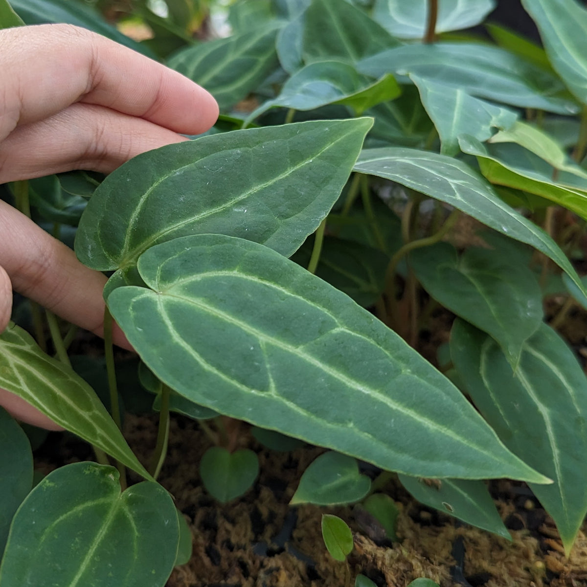 Anthurium (magnificum x crystallinum) x (papillilaminum x Doc Block ...