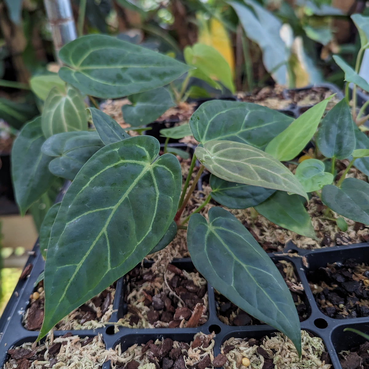 Anthurium (papillilaminum x Doc Block) x [(crystallinum x magnificum ...