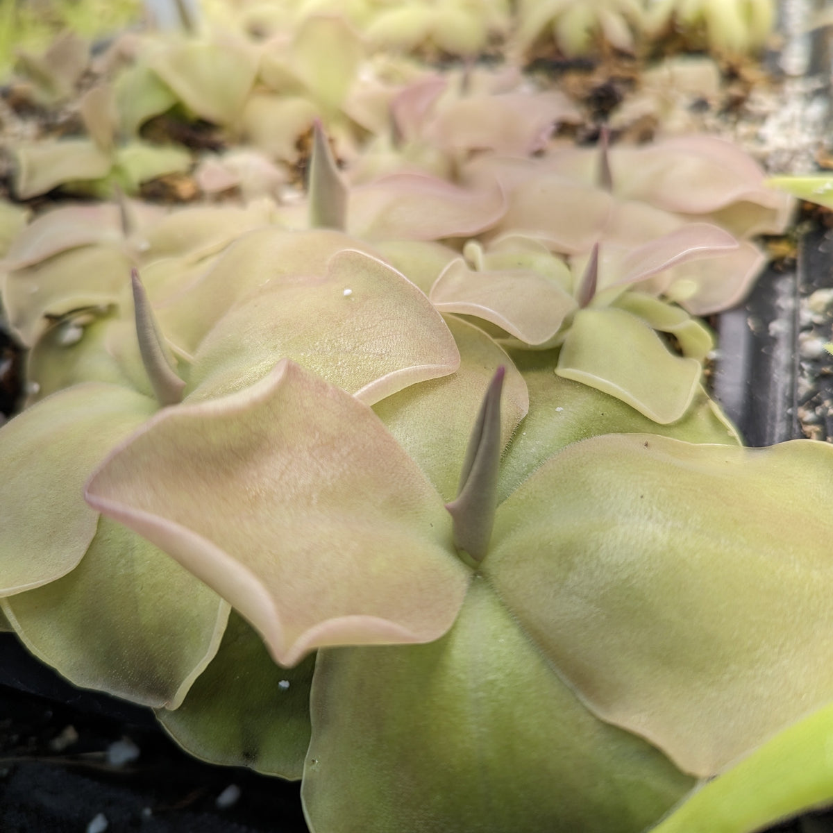 Pinguicula 'John Rizzi' Butterwort – Carnivero