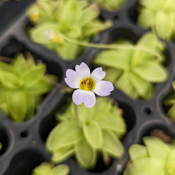 Pinguicula primuliflora, Primrose Butterwort, Southern Butterwort ...