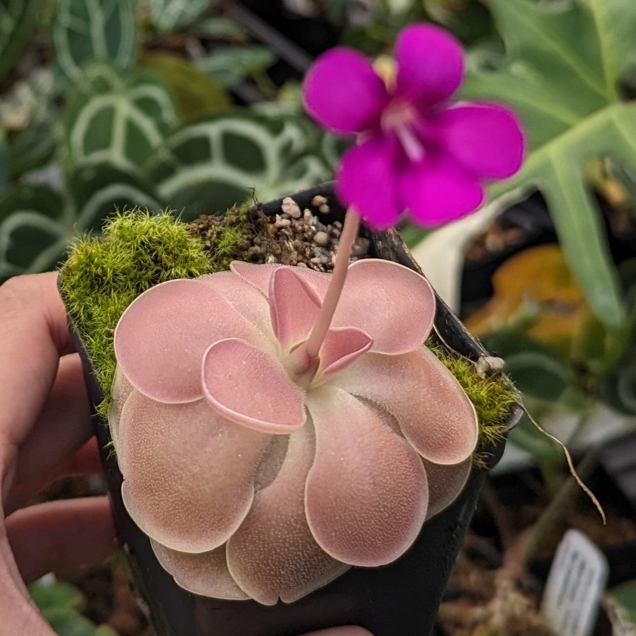 Musa "Nono" - Pink Variegated Banana – Carnivero