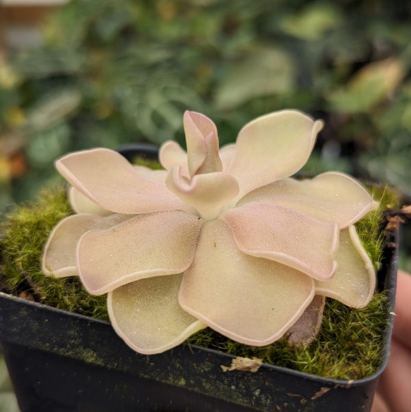 Pinguicula (Butterworts) – Carnivero