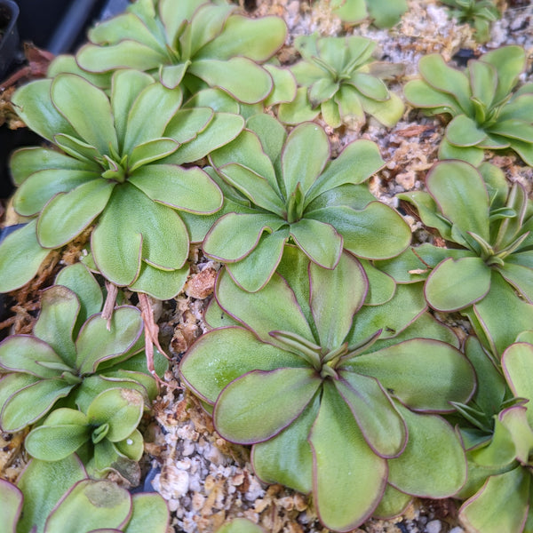 Pinguicula laueana CP2 x emarginata Butterwort – Carnivero