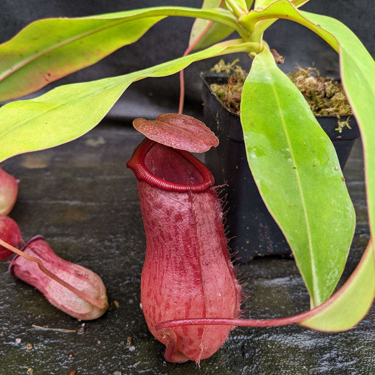 Nepenthes alata x (ventricosa x sibuyanensis), CAR-0321 – Carnivero