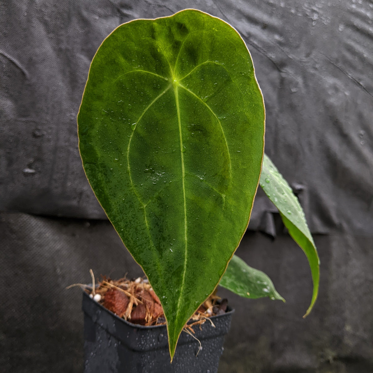 Anthurium forgetii 'Dark' x peltigerum, CAR-0327 – Carnivero