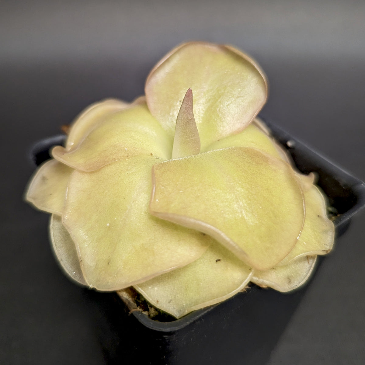 Pinguicula 'John Rizzi' Butterwort – Carnivero