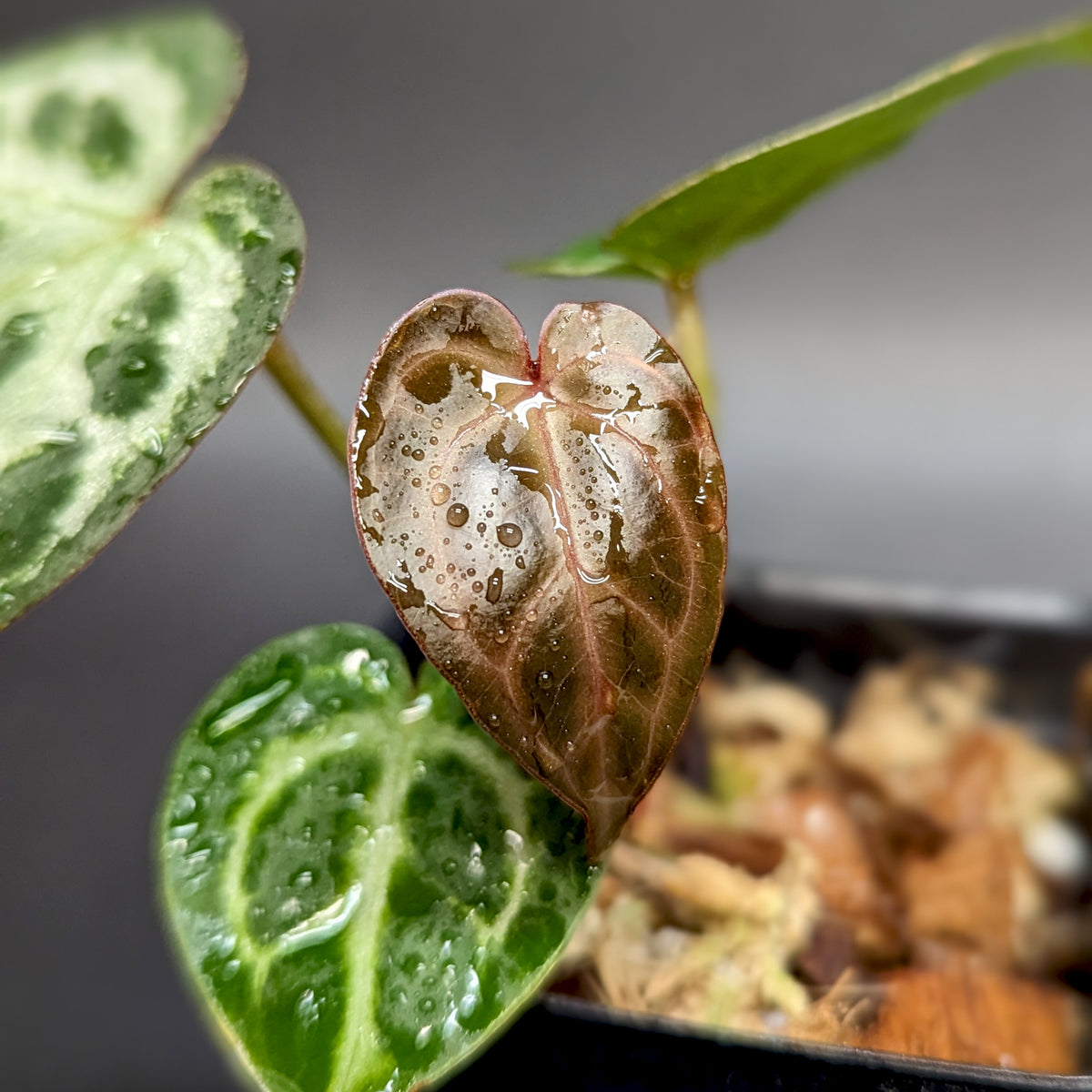 Anthurium Doc Block F2 x Silver Blush – Carnivero