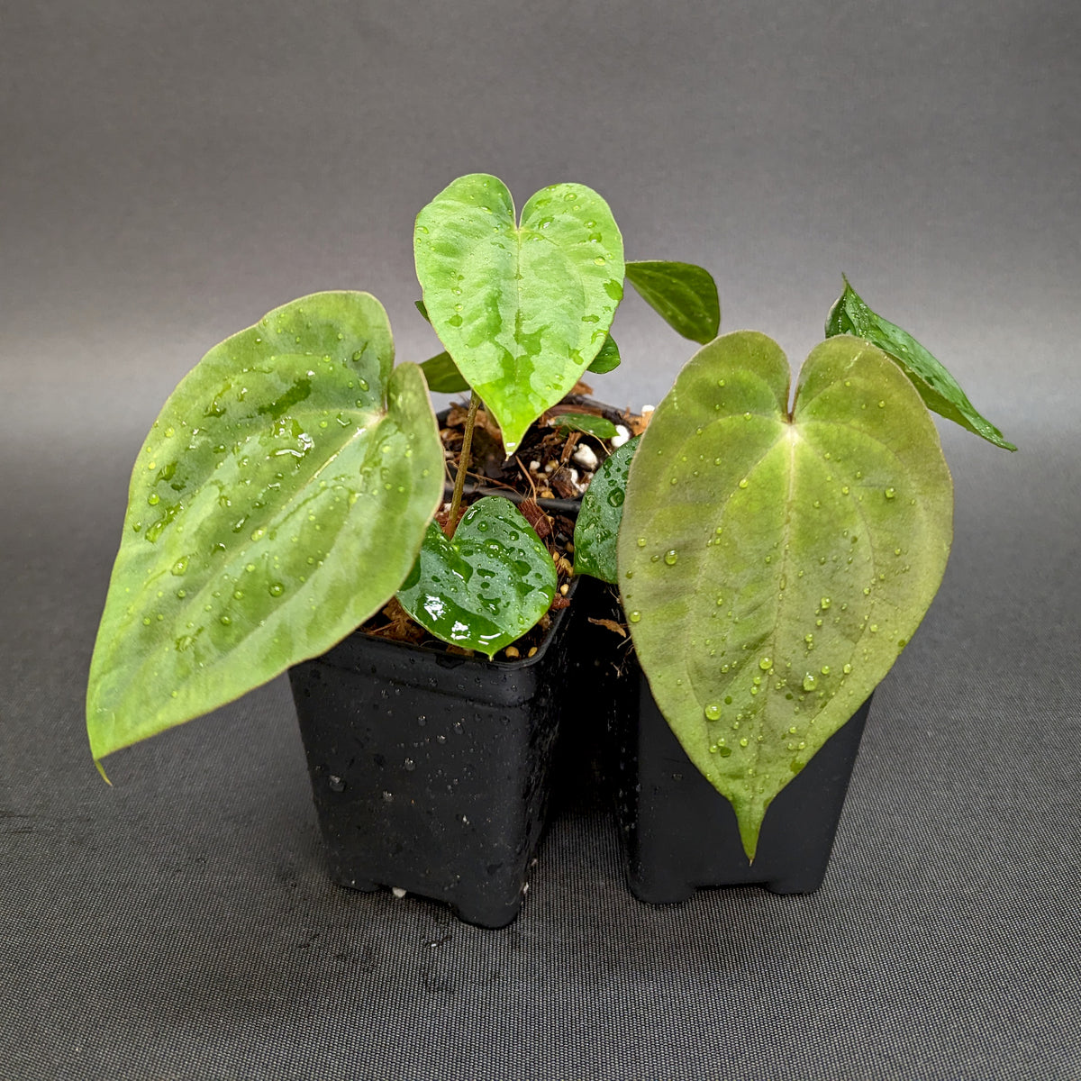 Anthurium Raven's Heart (Papillilaminum x Ace of Spades dark form), CA ...