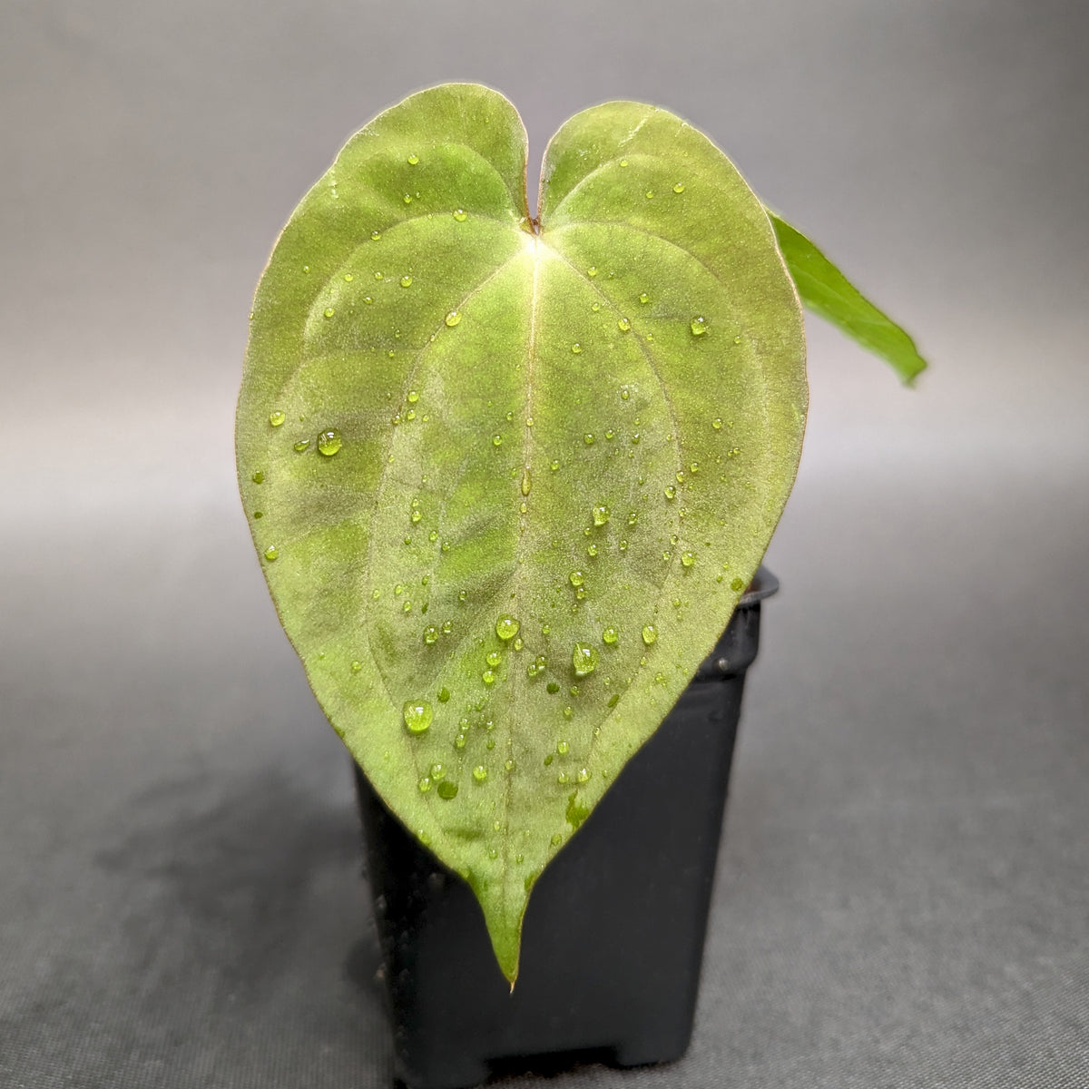 Anthurium Raven's Heart (Papillilaminum x Ace of Spades dark form), CA ...