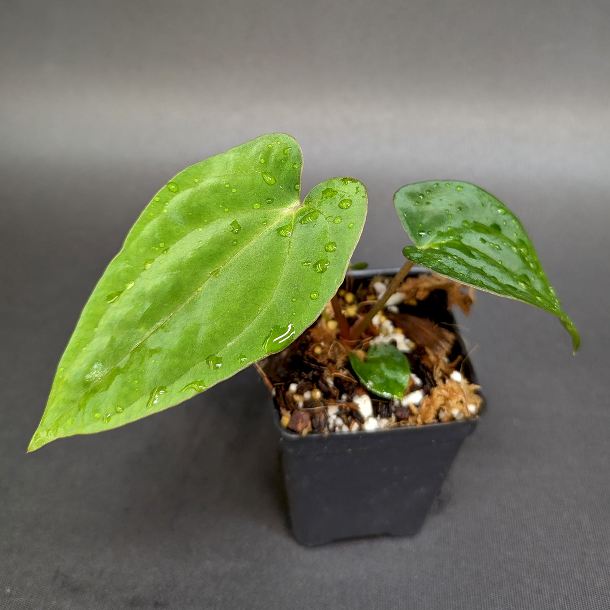 Anthurium Raven's Heart (Papillilaminum x Ace of Spades dark form), CA ...