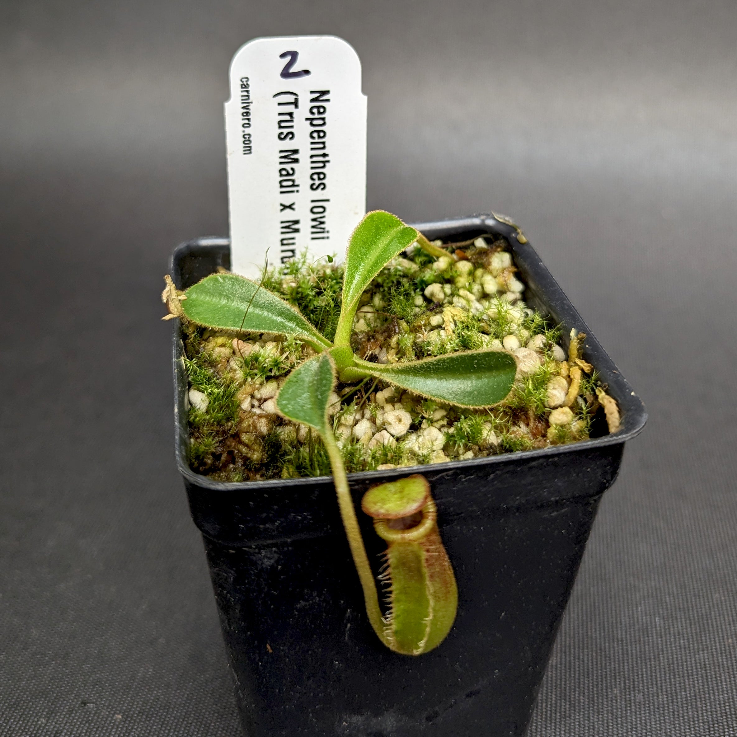 Nepenthes lowii (Trusmadi x Murud) – Carnivero