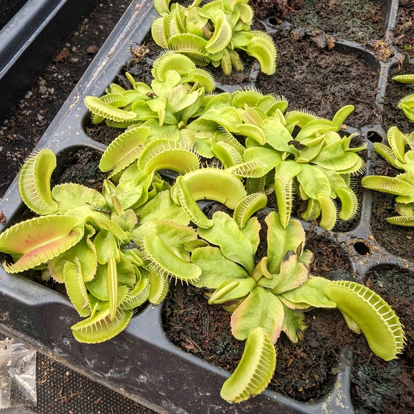 Venus Flytrap- Dionaea muscipula "Alien" Wholesale – Carnivero