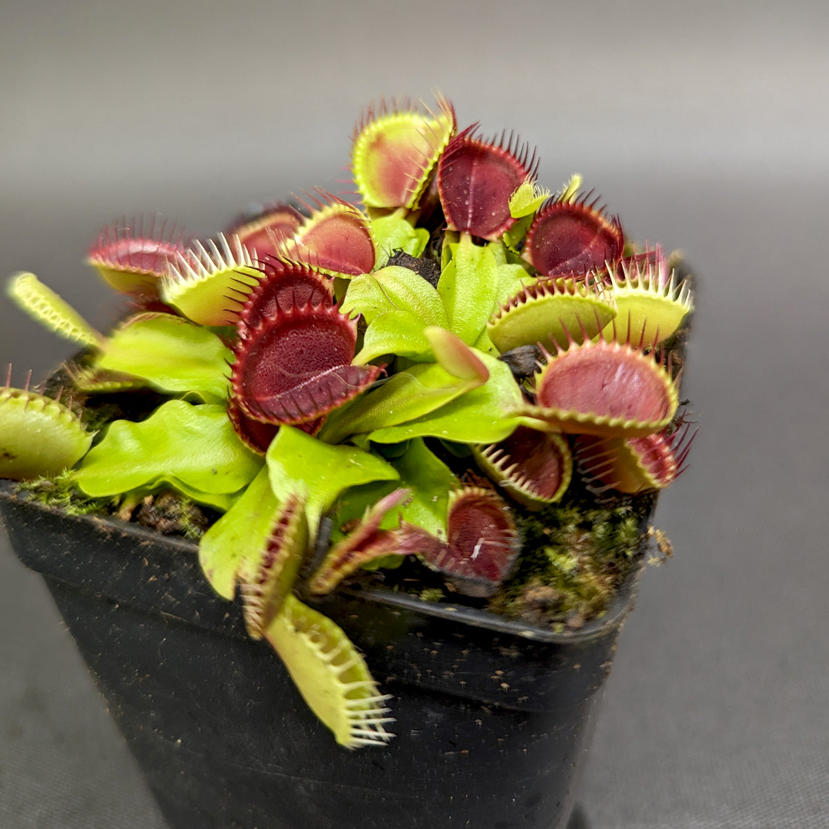 Venus Flytrap- Dionaea muscipula Cup Trap – Carnivero