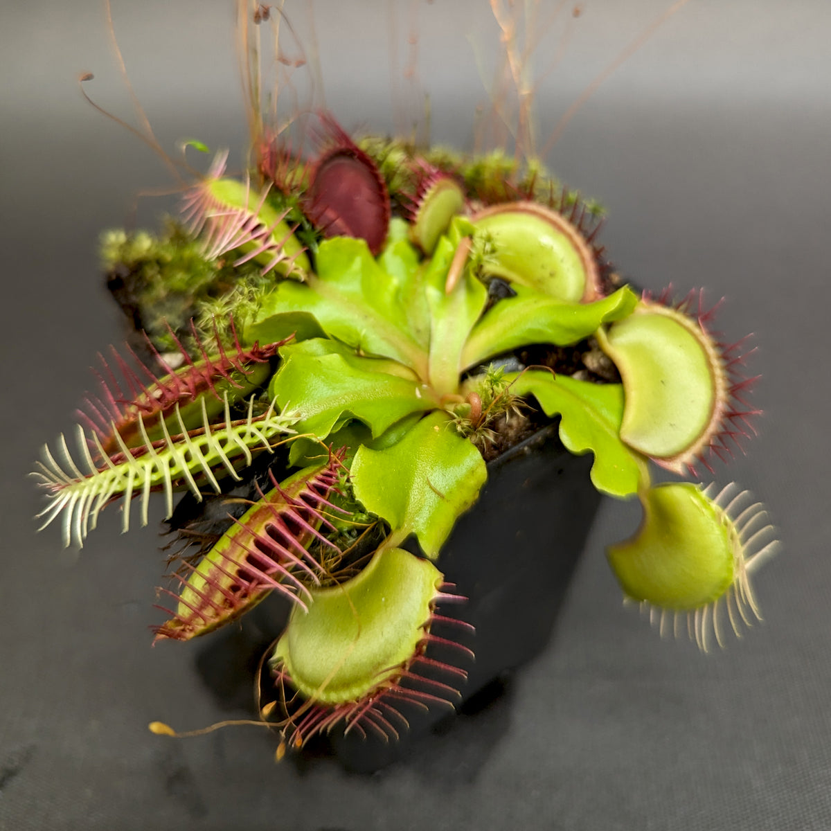 Venus Flytrap- Dionaea muscipula "SD Kronos" – Carnivero