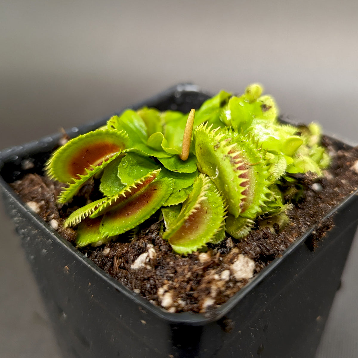 Venus Flytrap- Dionaea muscipula "Red Sawtooth" – Carnivero