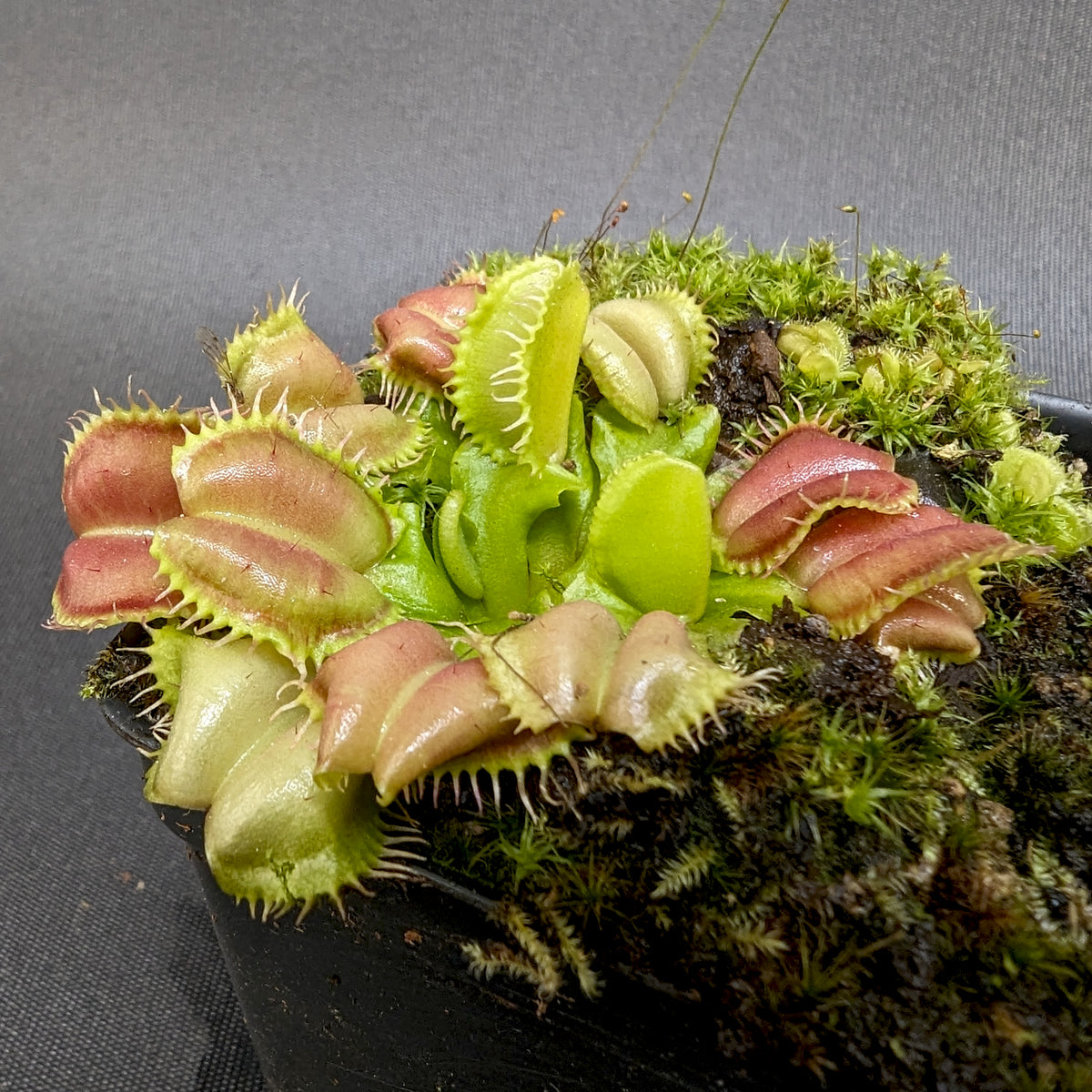 Venus Flytrap- Dionaea muscipula "Angel Wings" – Carnivero