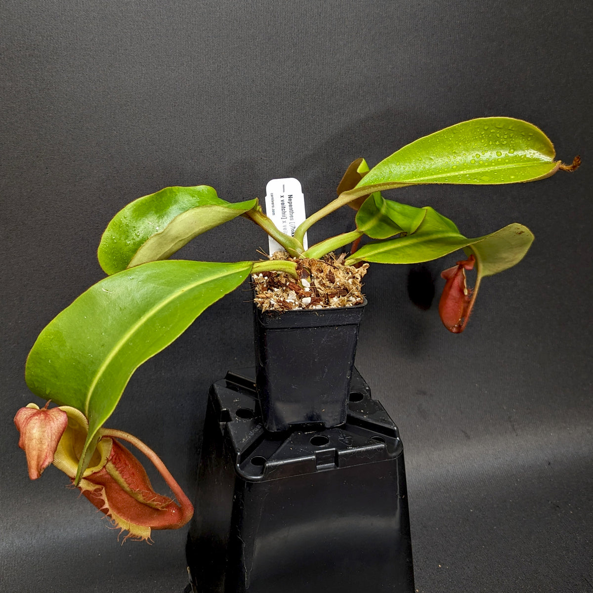 Nepenthes [(Rokko x boschiana) x veitchii] x veitchii (m) - clone W ...