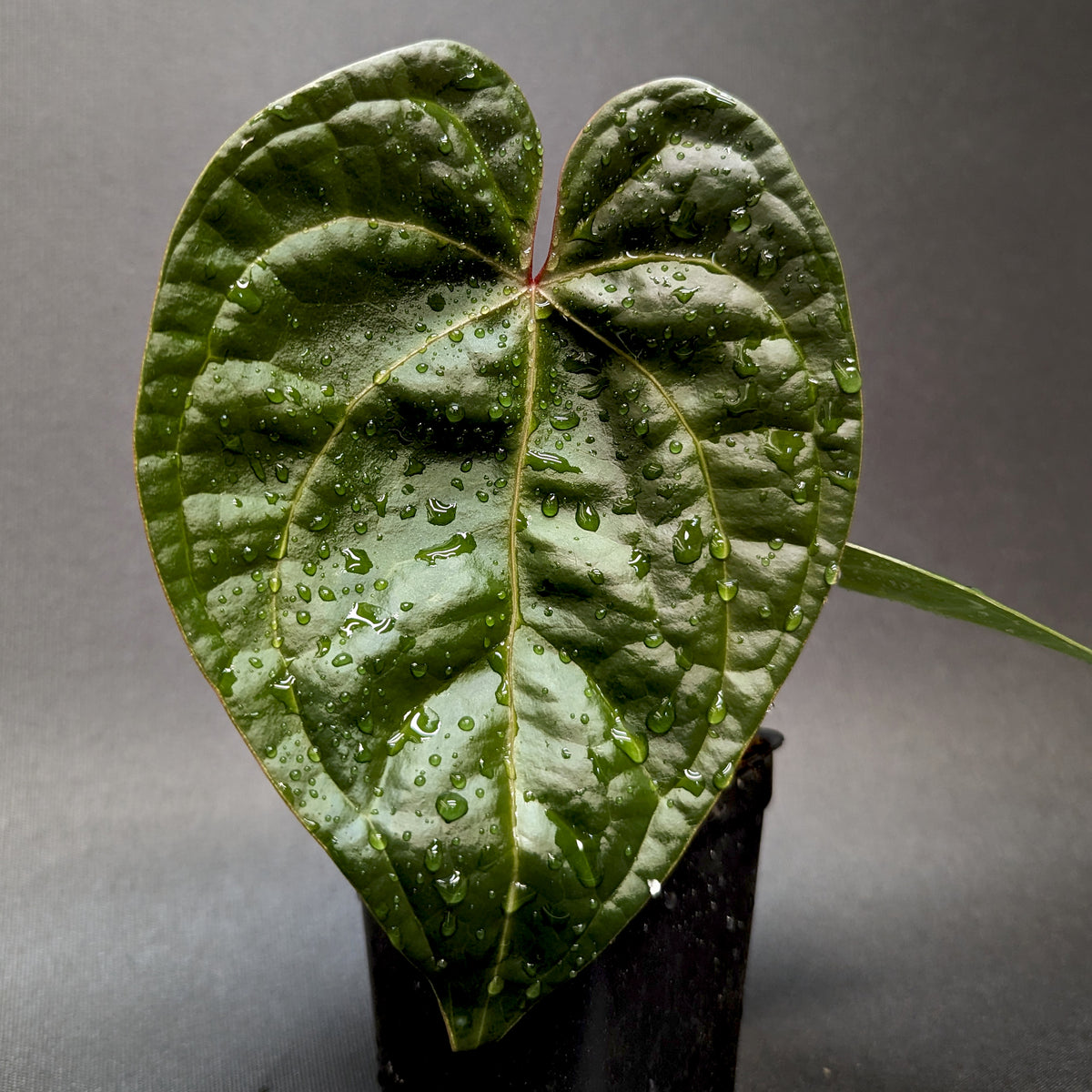 Anthurium forgetii 'Silver' x luxurians, CAR-0344 – Carnivero