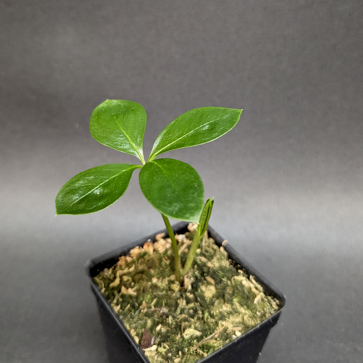 Amorphophallus paeoniifolius, Elephant Foot Yam, Stink Lily – Carnivero