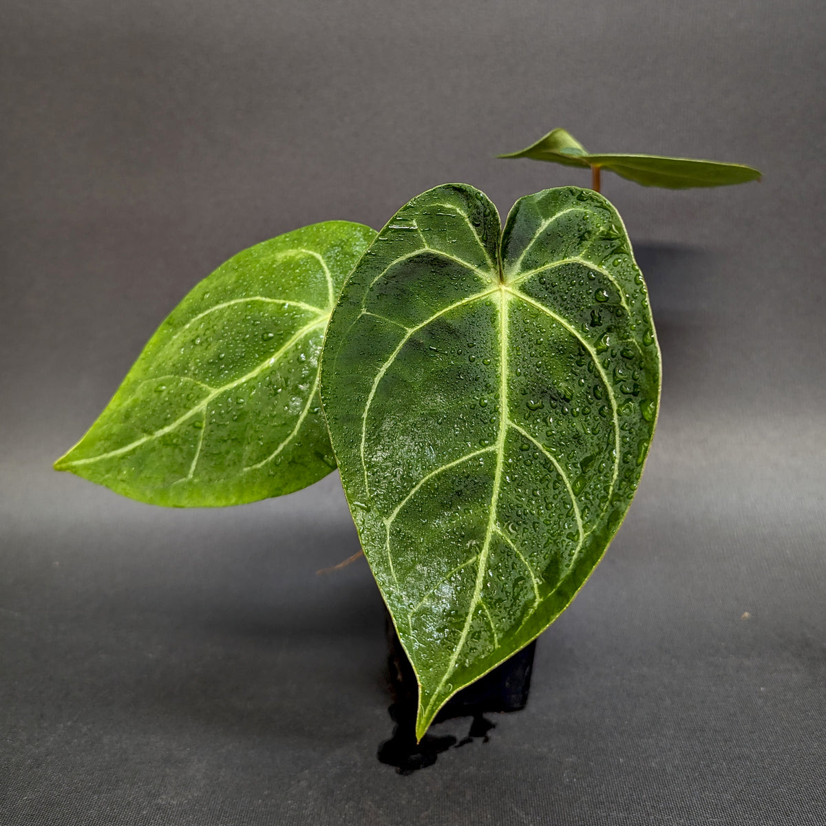 Anthurium forgetii 'Silver' x Indo Hoffmannii X, CAR-0284 – Carnivero