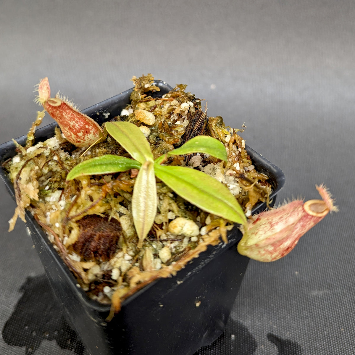 Nepenthes "Syrinix", CAR-0352 – Carnivero