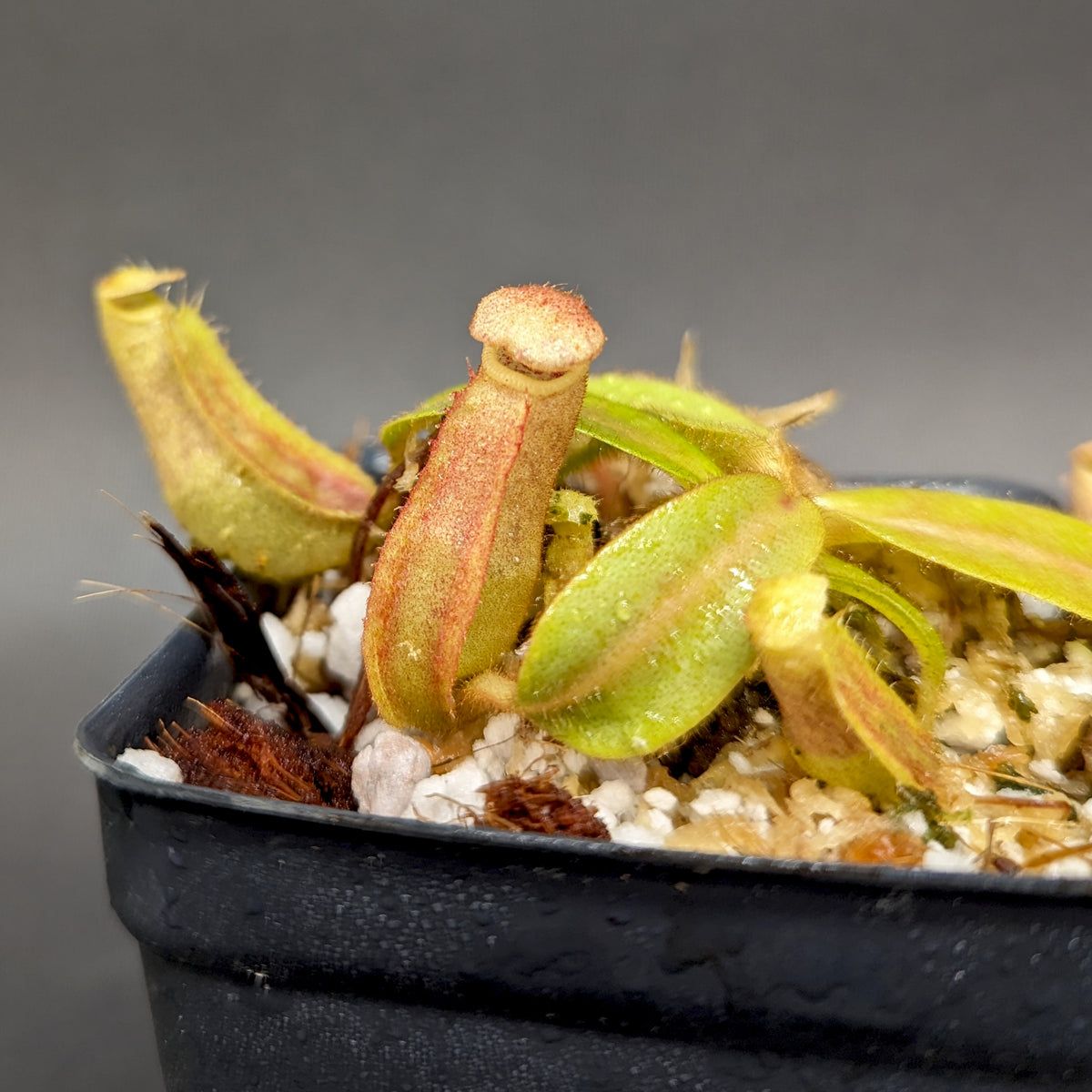 Nepenthes veitchii (Bareo MT x "Cobra"), CAR-0267 – Carnivero