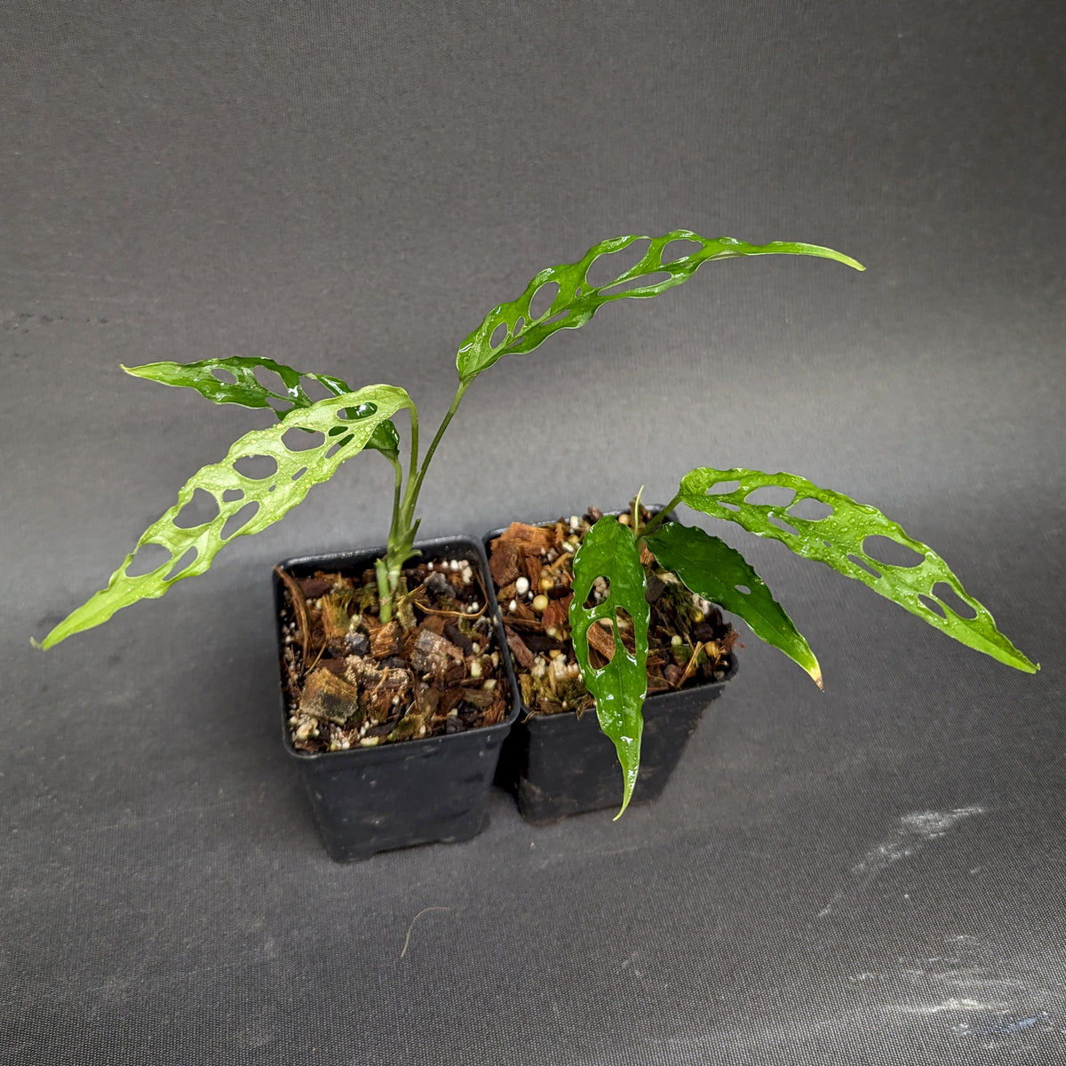 Monstera obliqua sp. Peru – Carnivero