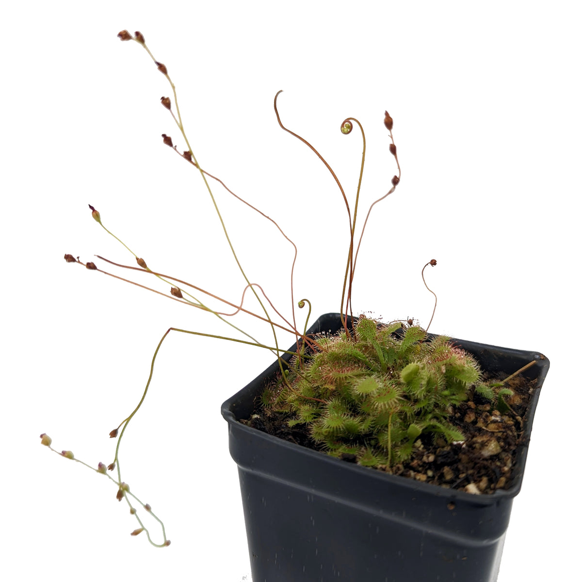 Outdoor Beginner Carnivorous Plant Collection - FREE SHIPPING – Carnivero