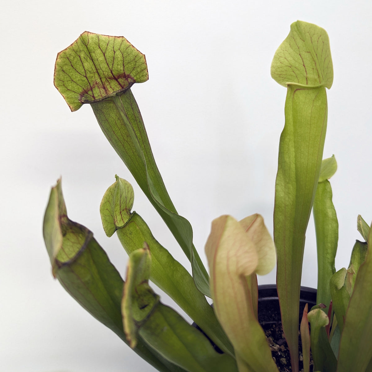 Sarracenia 'Meerkat Mob' – Carnivero