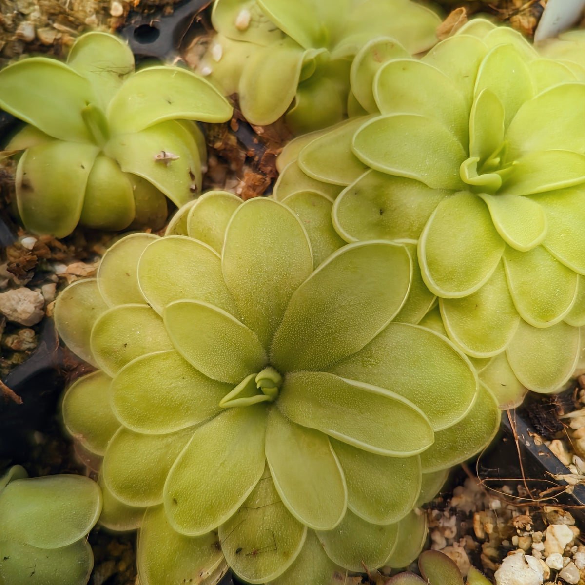 Pinguicula 'Golden Eye' Butterwort – Carnivero