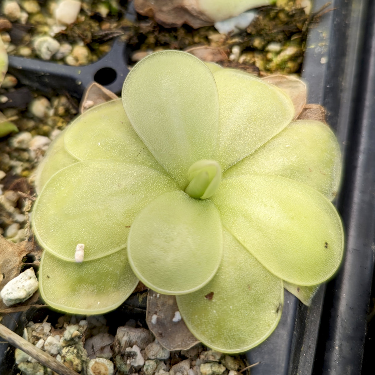 Pinguicula