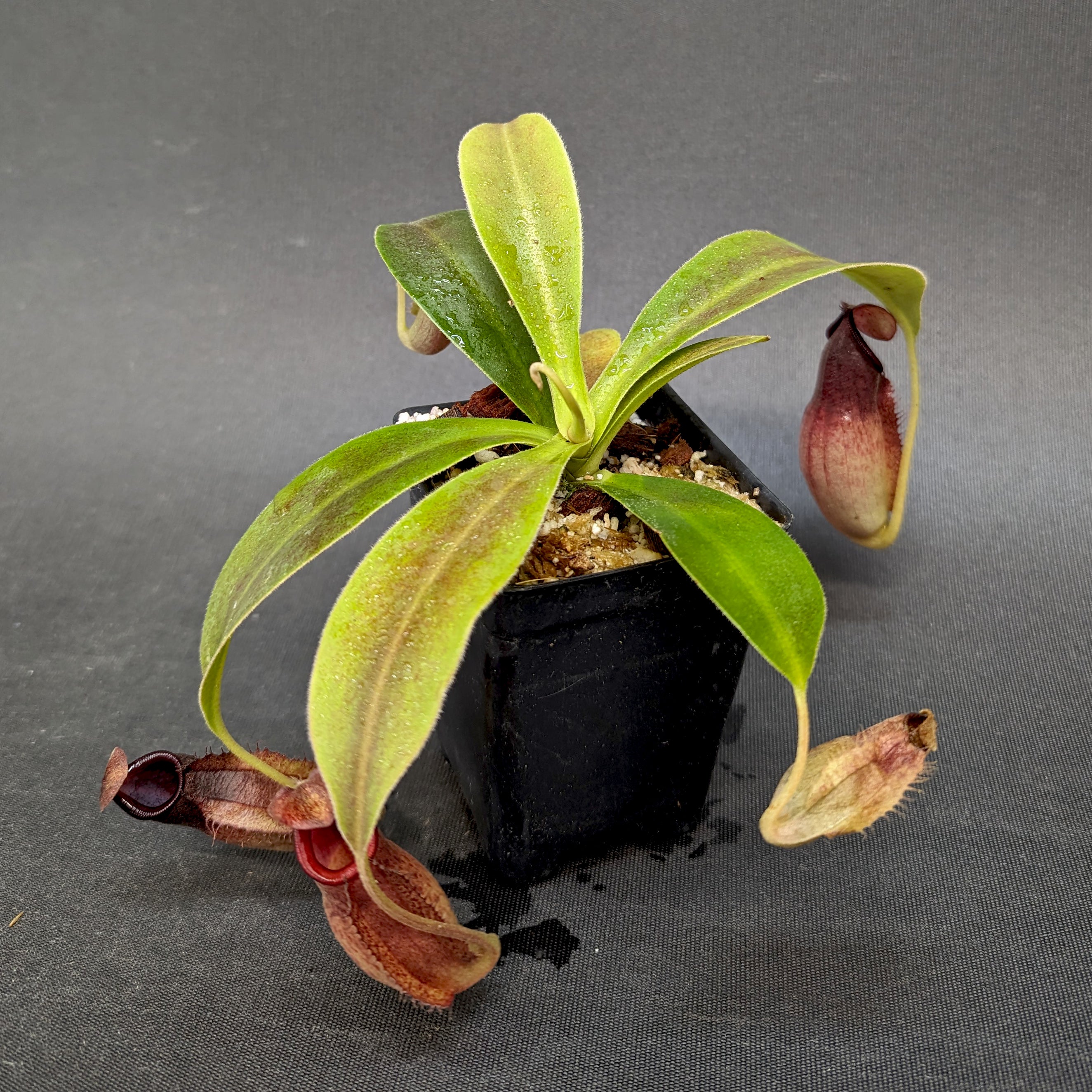 Nepenthes "Moira", CAR-0360 – Carnivero
