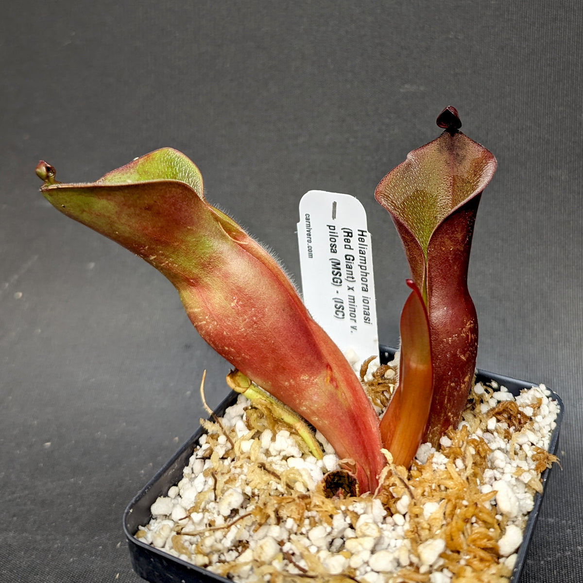 Heliamphora ionasi (Red Giant) x minor v. pilosa (MSG) – Carnivero