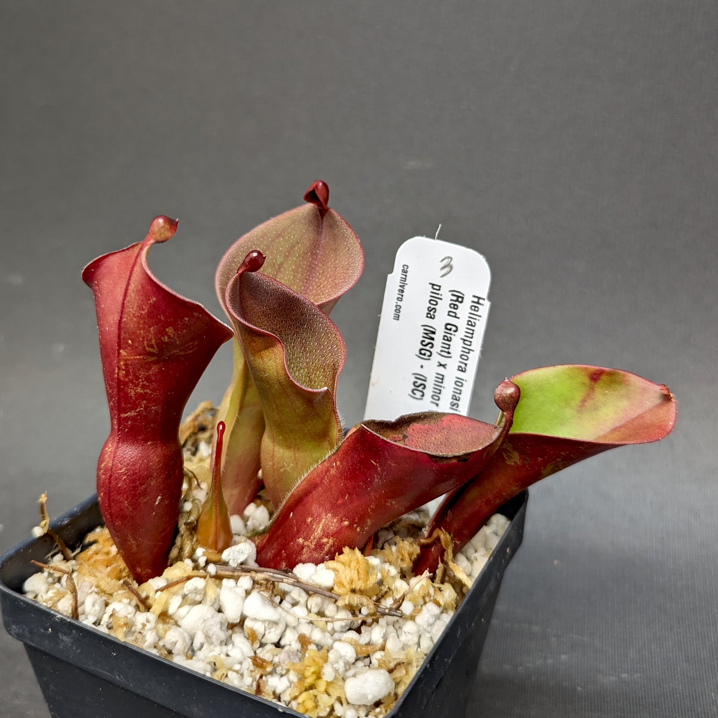 Heliamphora ionasi (Red Giant) x minor v. pilosa (MSG) – Carnivero