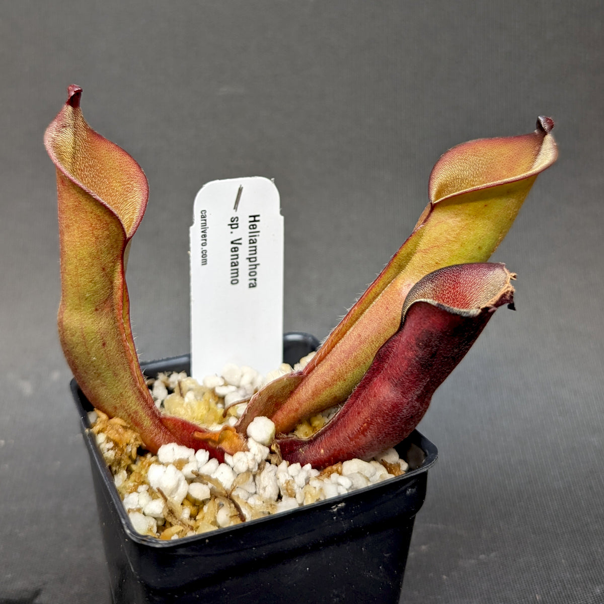 Heliamphora sp. Venamo - Exact Plant – Carnivero