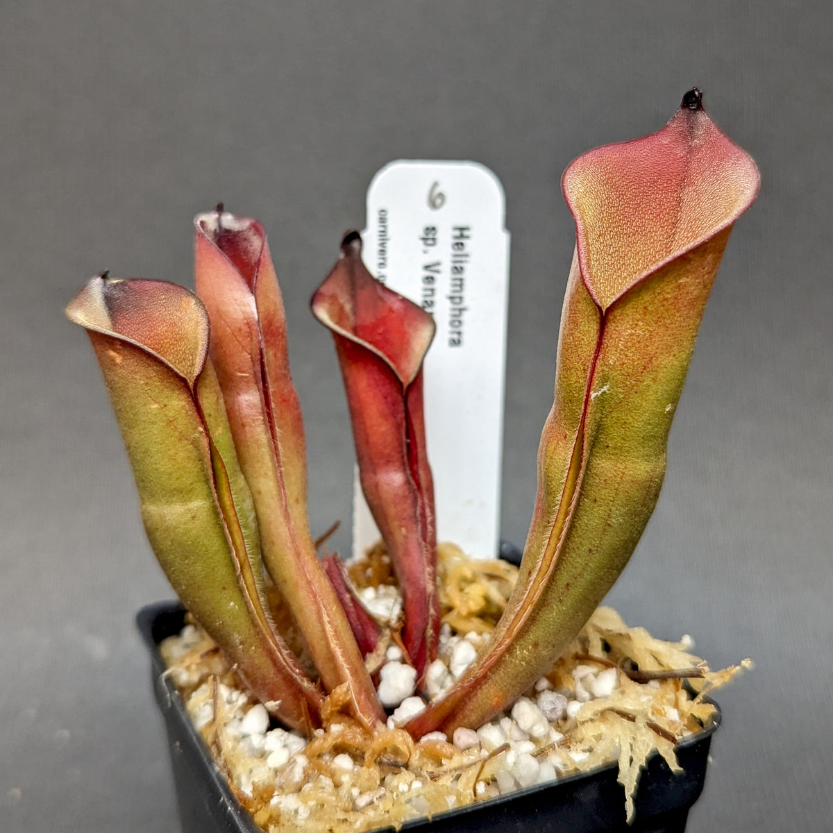 Heliamphora sp. Venamo - Exact Plant – Carnivero