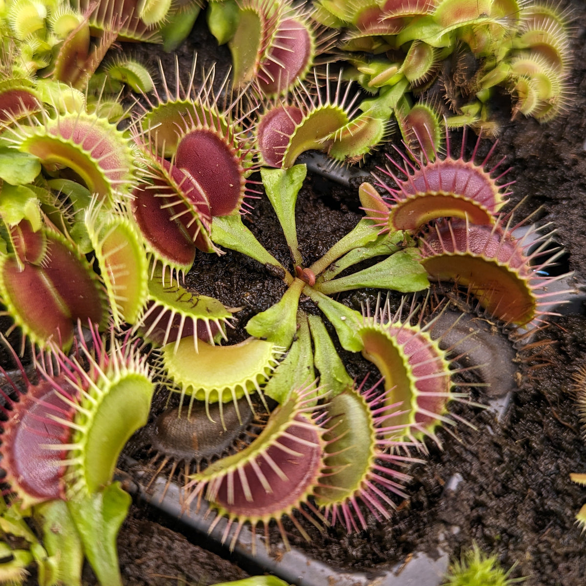 Venus Flytrap- Dionaea muscipula "Dragon's Breath" – Carnivero