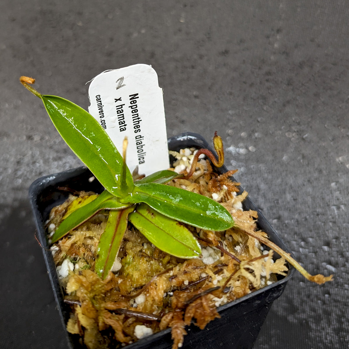 Nepenthes diabolica x hamata - Exact Plant – Carnivero