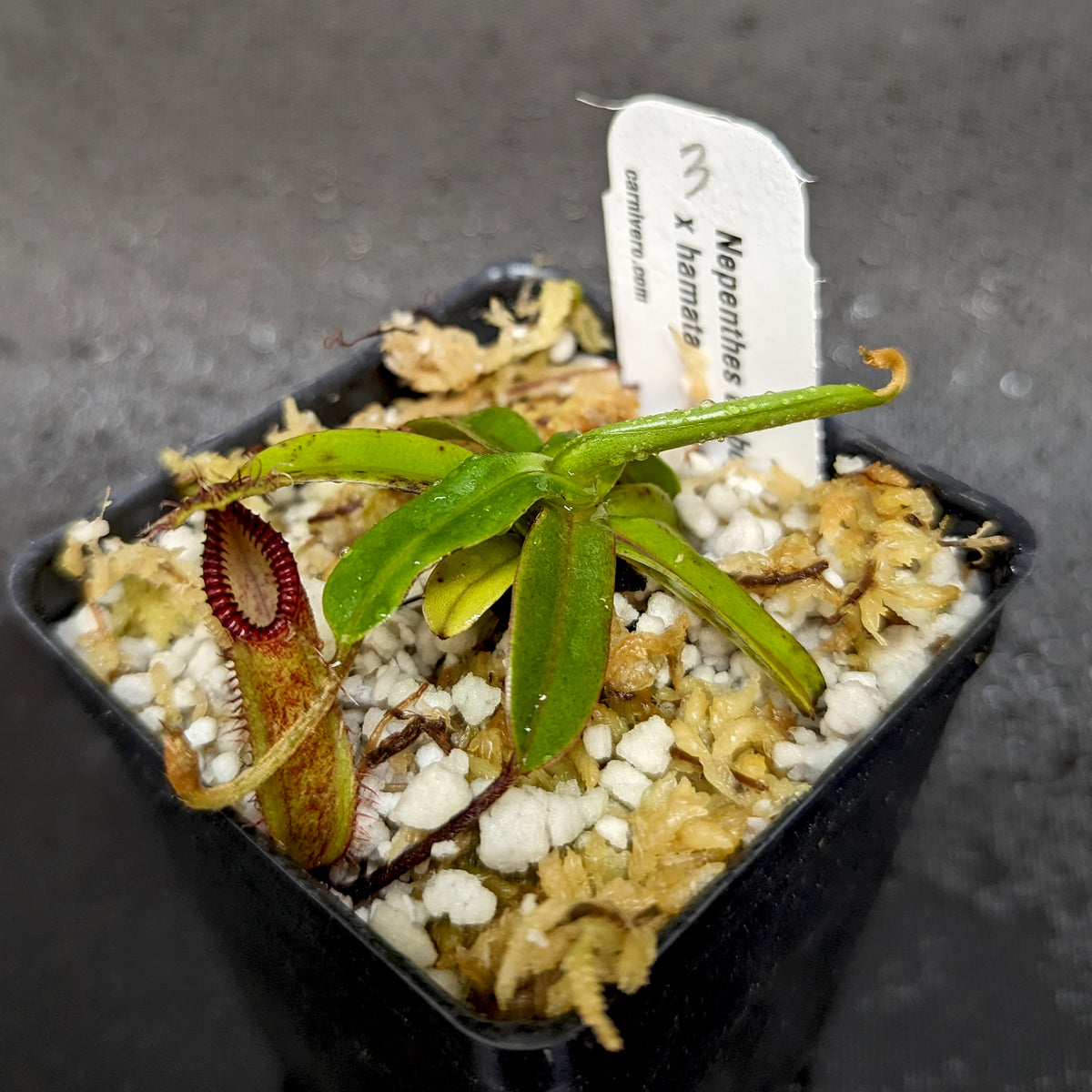 Nepenthes diabolica x hamata - Exact Plant – Carnivero