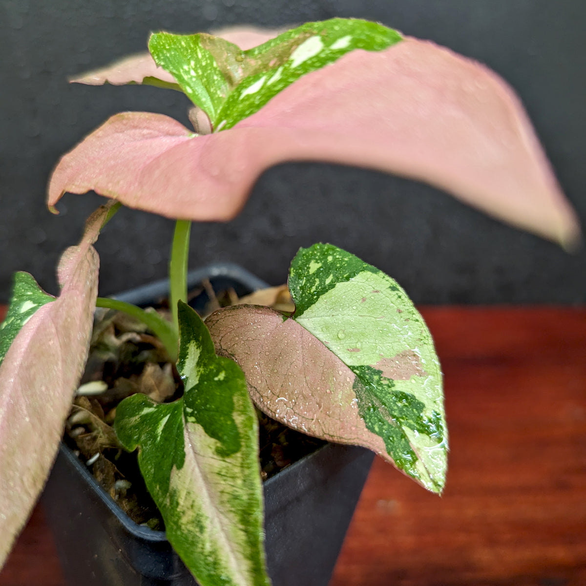 Syngonium red spot tricolor – Carnivero