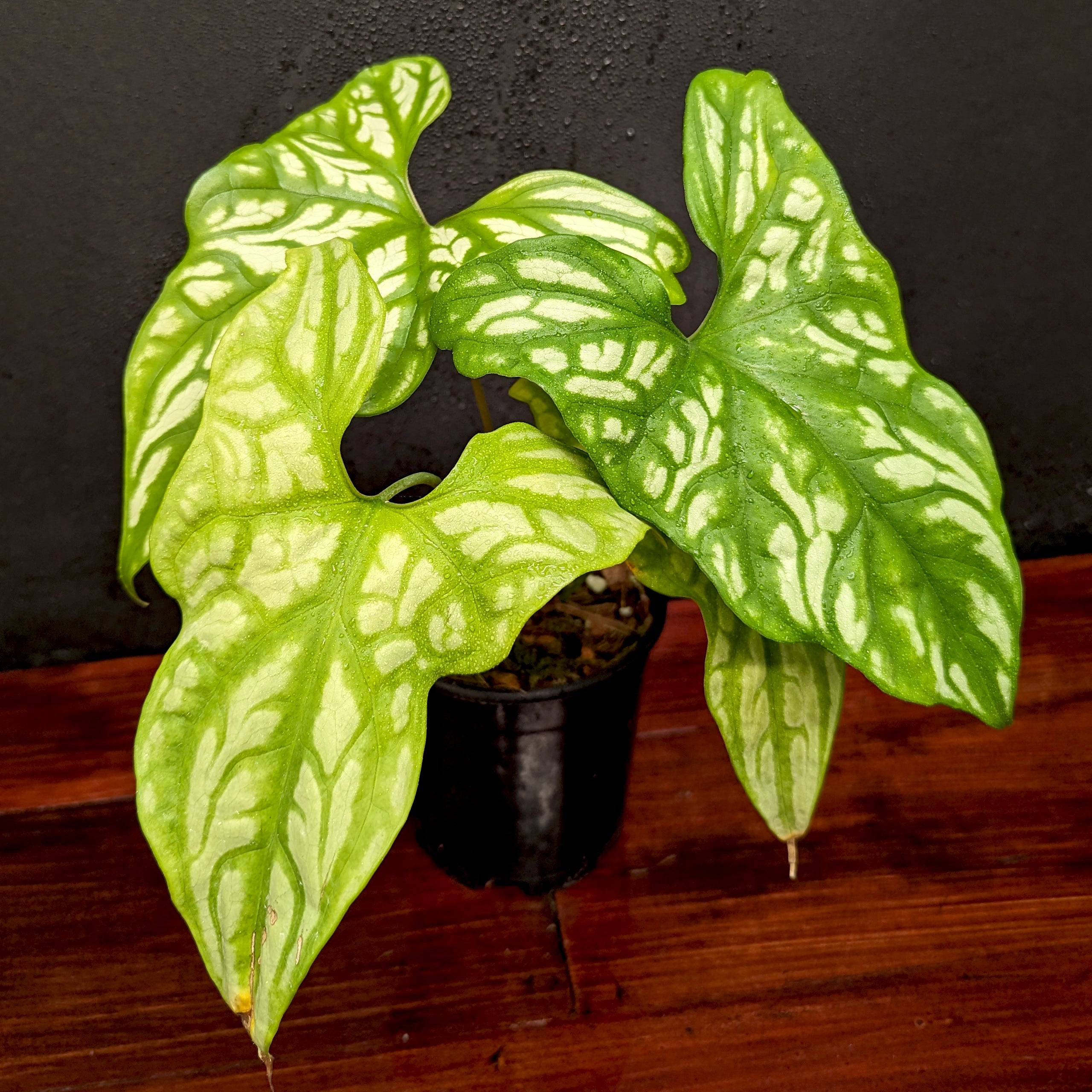 Cercestis mirabilis – Carnivero