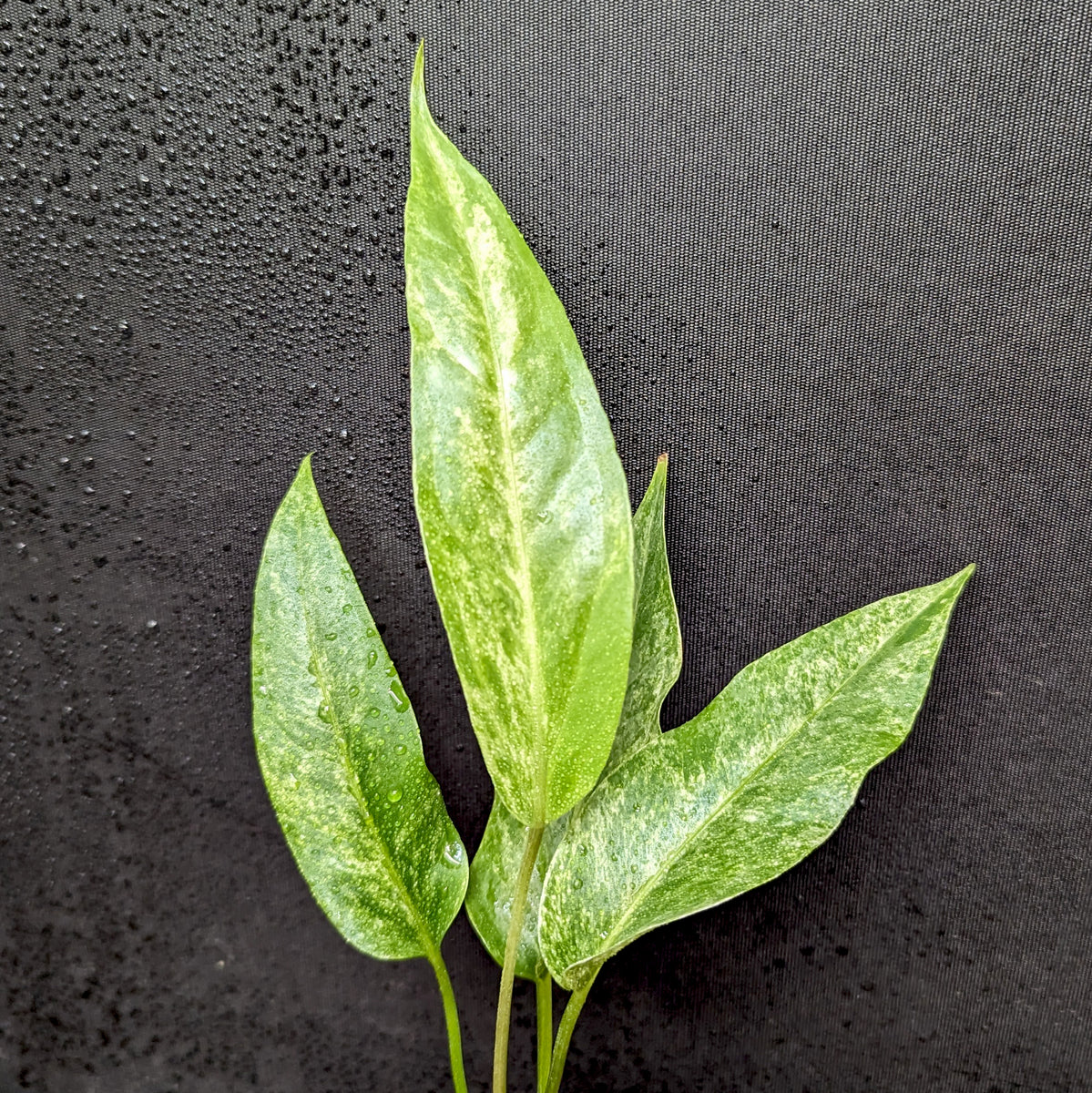 Anthurium Renaissance variegated - Exact Plant 10/06/23 – Carnivero
