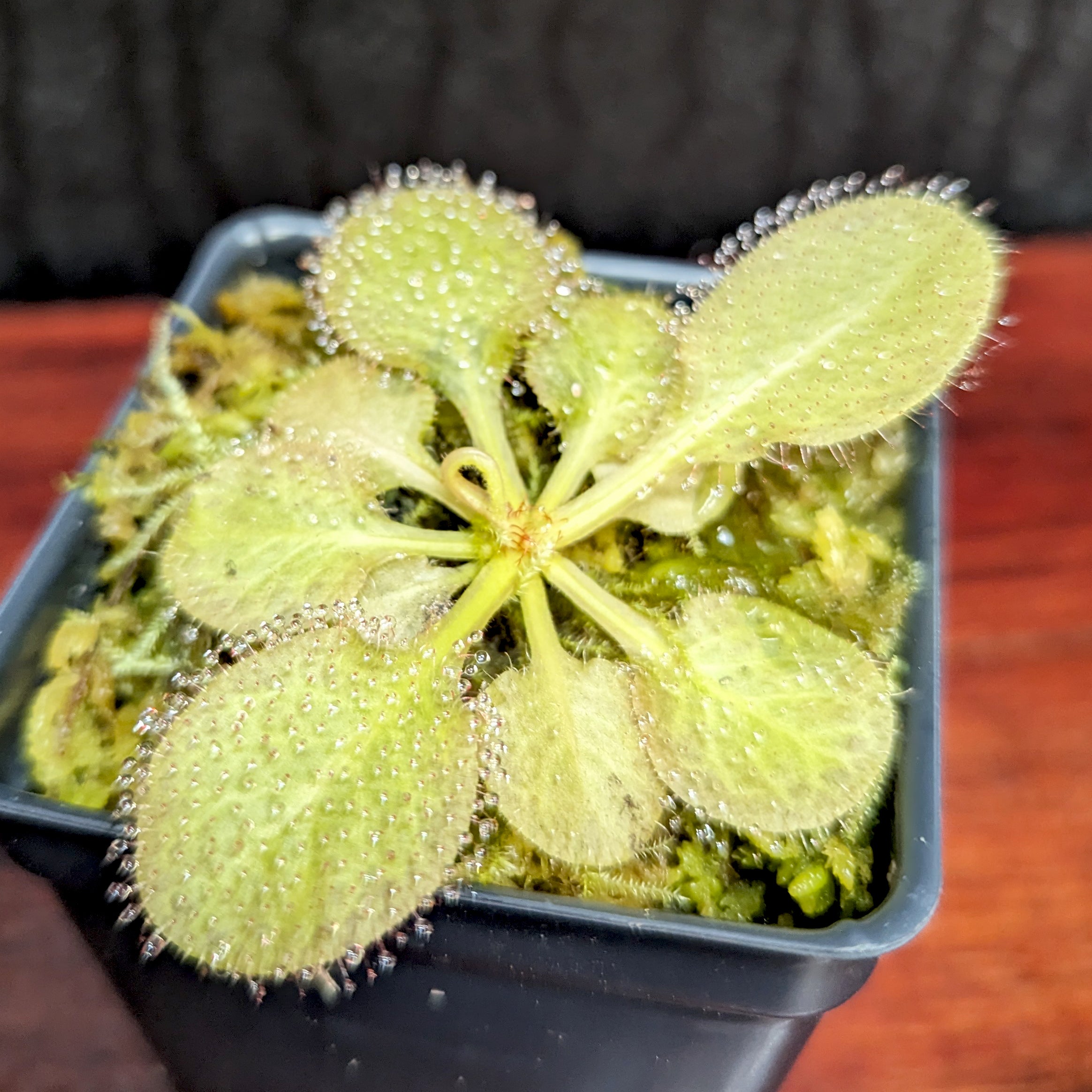 Drosera x 'Andromeda' Sundew – Carnivero