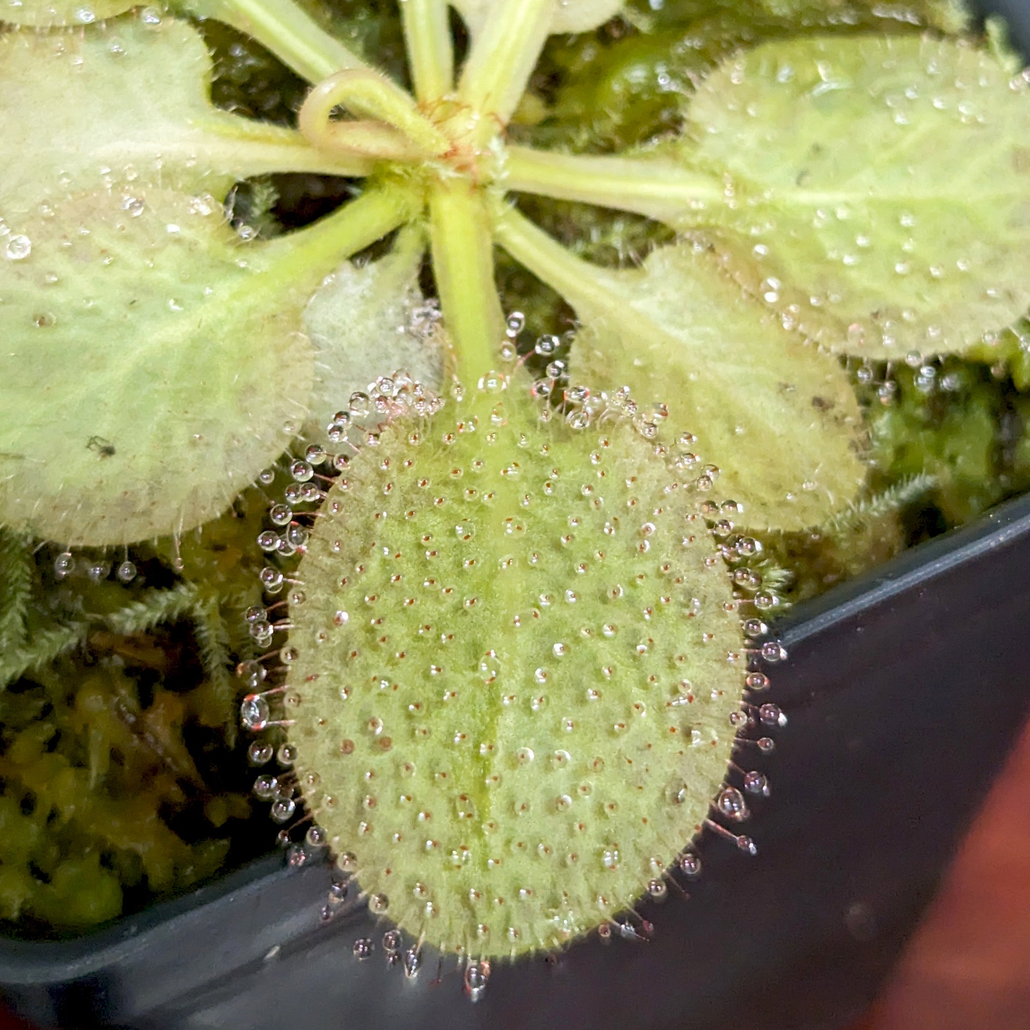 Drosera x 'Andromeda' Sundew – Carnivero