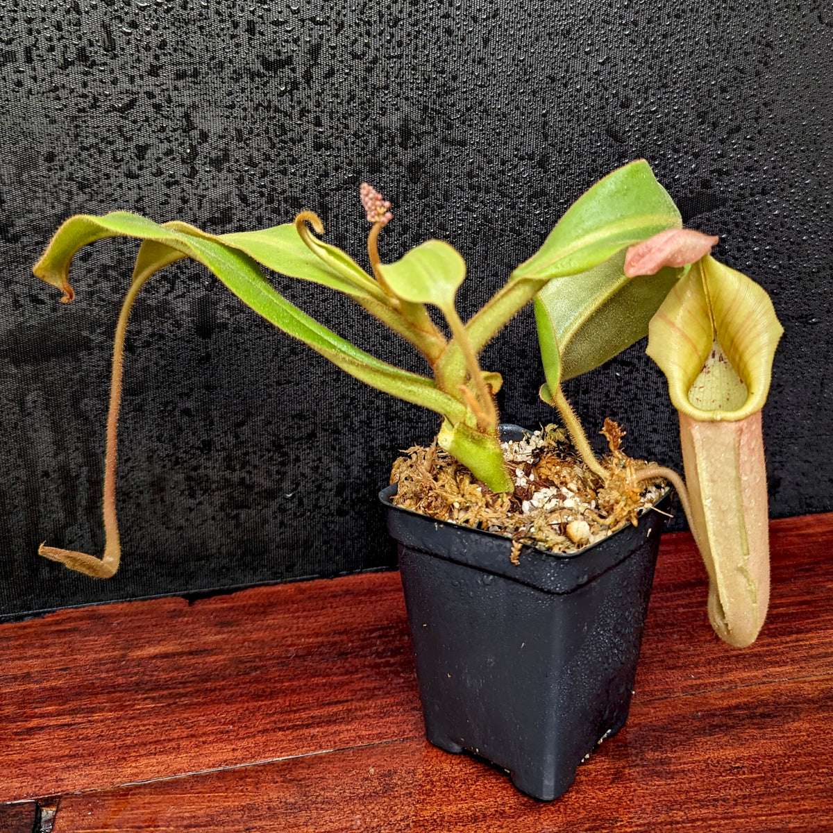 Nepenthes veitchii Bareo Highlands CK - Exact Plant 12/08/23 – Carnivero