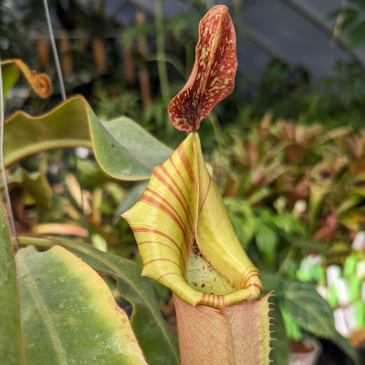 Nepenthes veitchii Bareo Highlands CK - Exact Plant 12/08/23 – Carnivero