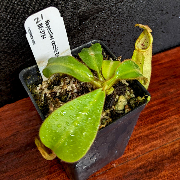 Nepenthes veitchii Bareo, BE-3734 – Carnivero