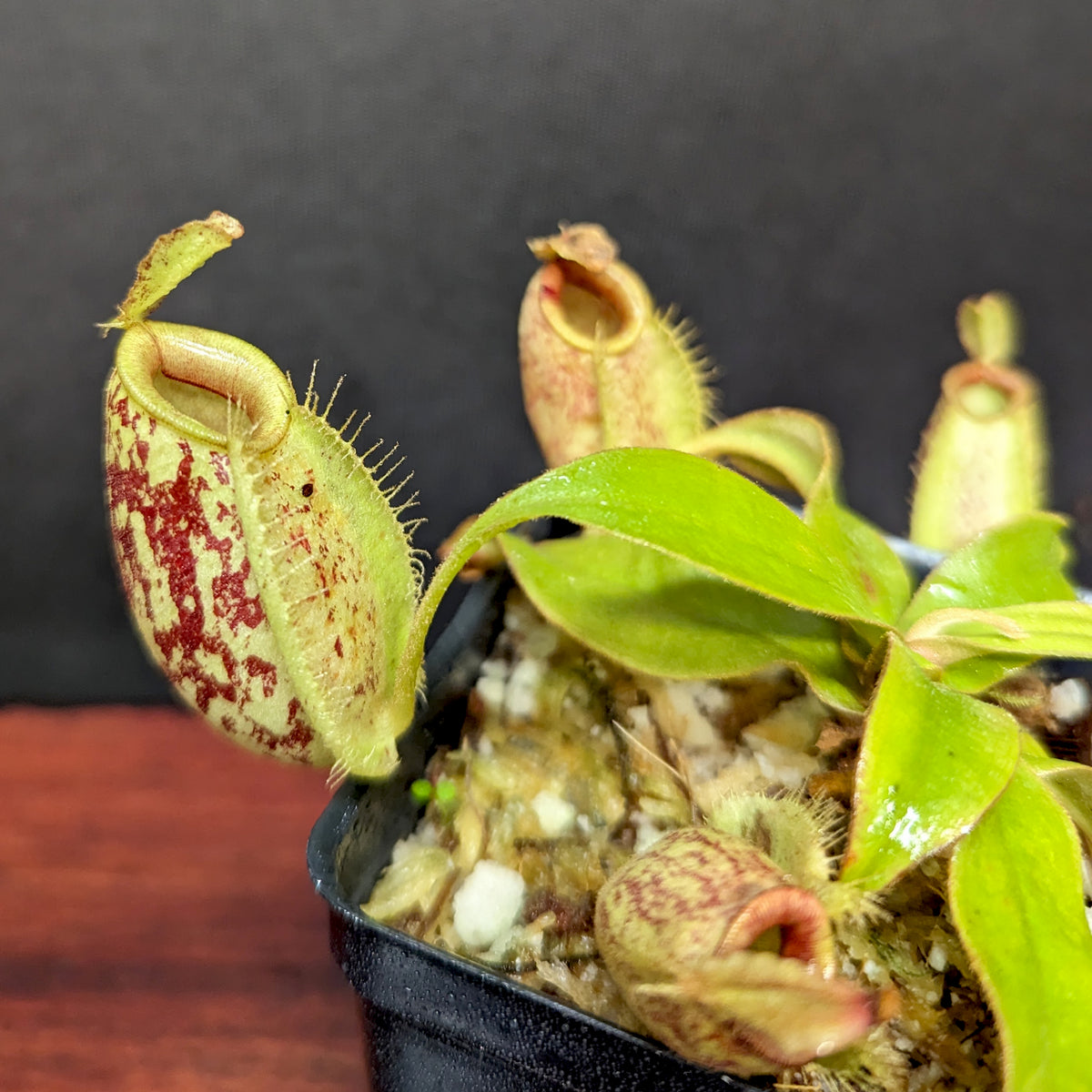 Nepenthes [(Viking x ampullaria) x ampullaria] x rafflesiana 'Thick Li ...