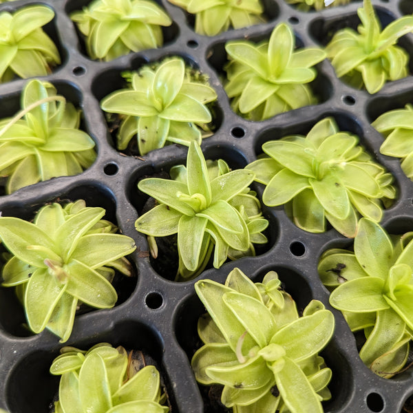 Pinguicula primuliflora, Primrose Butterwort, Southern Butterwort ...